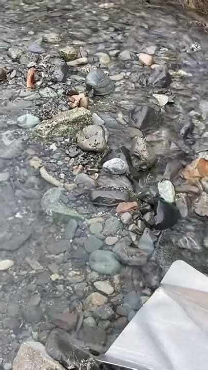 Fastest Gold Classification System On Olney Creek Washington Youtube