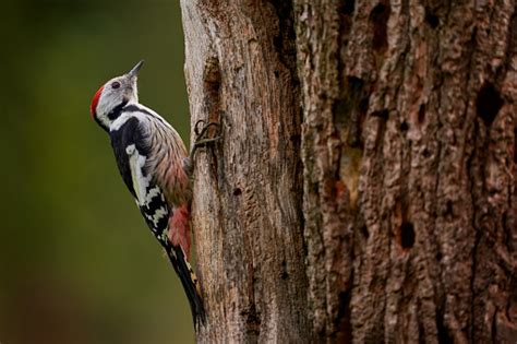 중부 점박이 딱따구리 덴드로콥테스 메디우스 검은 색과 흰색 새숲의 나무 줄기에 앉아 있는 붉은 모자 비아로에자 Np 유럽의 폴란드 자연 서식지의 딱따구리 0명에 대한 스톡