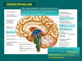 Organization Of The Nervous System Pptx