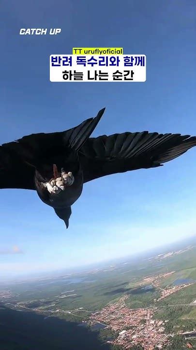 독수리와 함께 비행을🦅 Youtube
