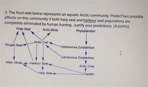 Harp Seal Food Chain