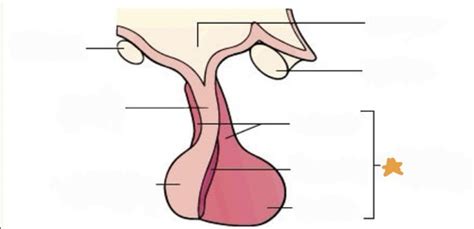 A P 2 Lab 2 Flashcards Quizlet