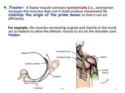 L2the Muscular System Rpdfclassify The Muscles With Examples