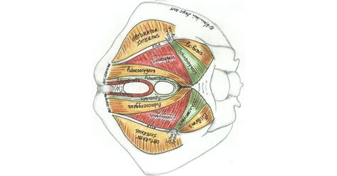 Total Pelvic Health Artwork By Mj Forget Pt