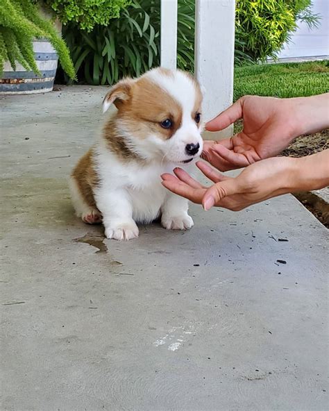 857 Best Cuteness Overload Images On Pholder Aww Kittens And Made Me Smile