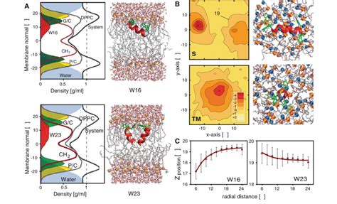 Bilayer Deformation And Accommodation Of The Peptides A Density