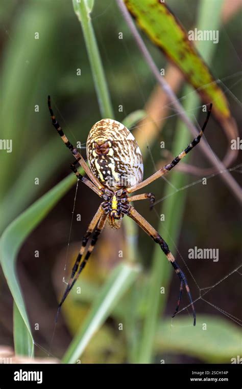Argiope Aurantia Corn Spider Garden Orbweaver Writing Spider Yellow Garden Spider Zipper