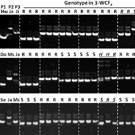 Representative Genotypes Of 3 Wcf 4 Plants Using The Ssr Marker Rm336 Download Scientific