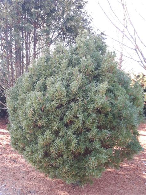 Mini Twists Eastern White Pine Whistling Gardens
