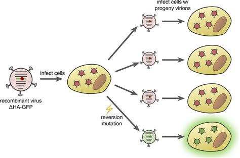 H5n1 In Cats Pandemic ফের মহামারীর কবলে পড়তে চলেছে ভারত আবার লকডাউন এবার বিড়ালেও মিলল