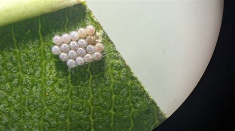 Custom Workflow Object Detection Object Detection Dataset And Pre Trained Model By Faw Wgg Counting