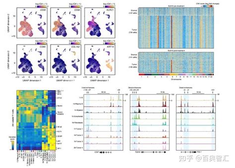 单细胞多组学技术——单细胞转录组 染色质可及性测序全流程解析 知乎