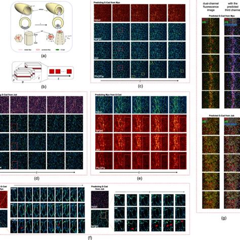 The Subcellular Localization Of The Predicted Proteins A The Known