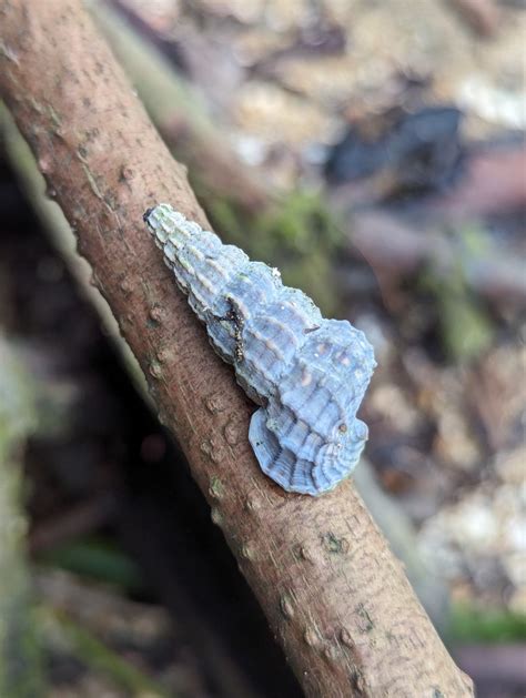 Cerithidea From Cairns Qld Australia On January 17 2024 At 0117 Pm