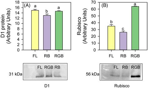 Western Blot And Densitometric Analysis Of The D1 Protein And Rubisco