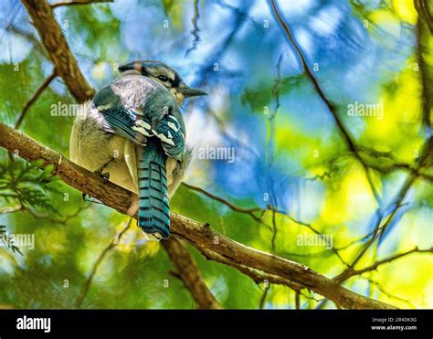 Blue Jay Birds Of Canada In The Canadian Woodland I Met A Bird The Symbol Of Torontos Blue