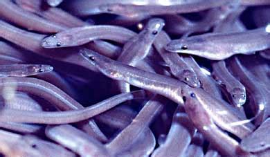 American Eel Wikipedia