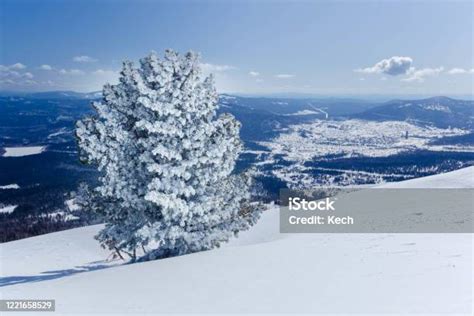 스키 리조트 셰레게시에서 눈 속에서 소나무와 겨울 산 풍경 0명에 대한 스톡 사진 및 기타 이미지 0명 Sheregesh 겨울 Istock
