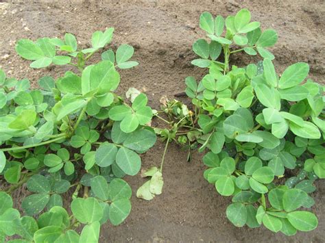 Crown Rot Creeps In Panhandle Agriculture