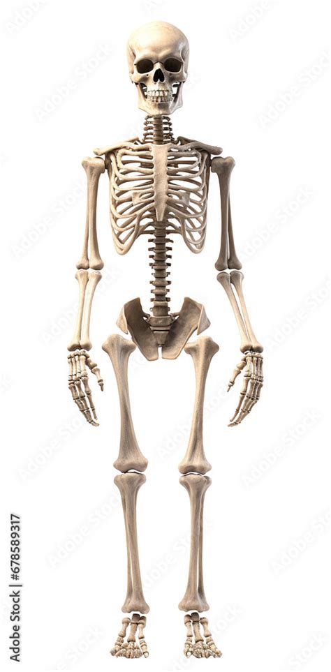 Skeleton Png Bone Png Anatomy Png Anatomical Png Skeletal Png Full