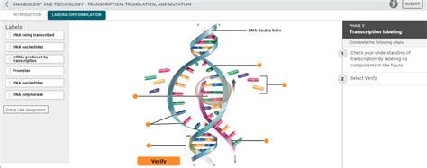 DNA BIOLOGY AND TECHNOLOGY TRANSCRIPTION Chegg Com