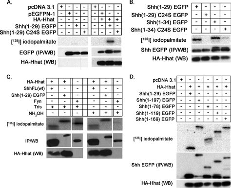 Palmitoylation Of Shh Egfp Fusion Constructs Cos 1 Cells Were