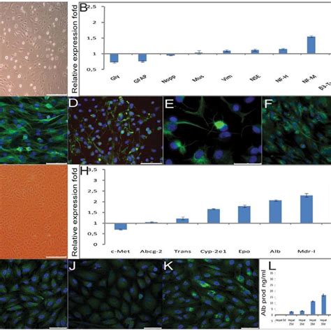 Cluster Differentiation Markers Facs Analysis Download Table