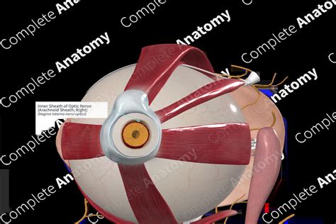 Inner Sheath Of Optic Nerve Arachnoid Sheath Right Complete Anatomy