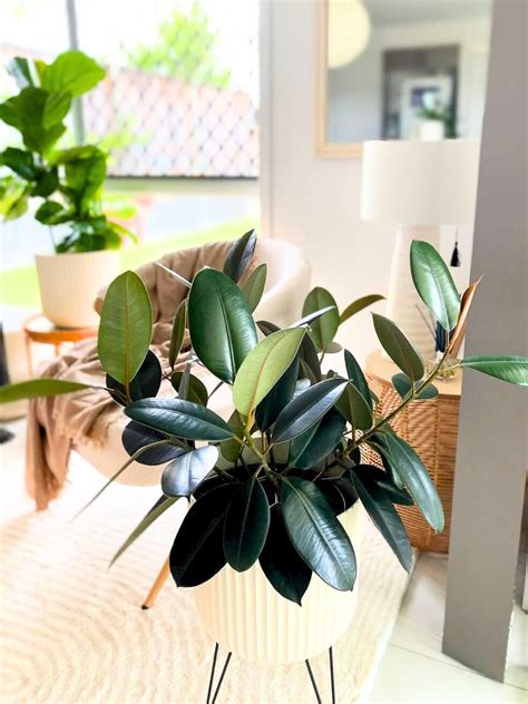10 Houseplants For Scandinavian Style Interiors