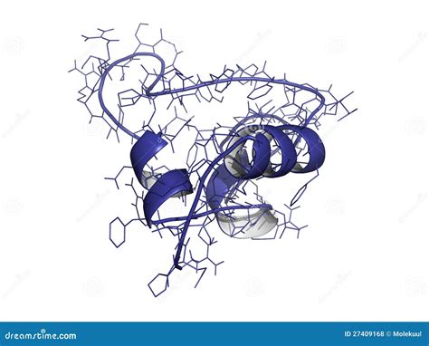 Insulin Like Growth Factor Igf 1 Somatomedin C Stock Illustration Illustration Of