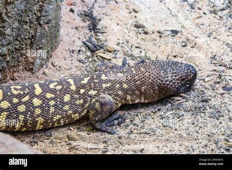 The Mexican Beaded Lizard Heloderma Horridum Is A Species Of Lizard