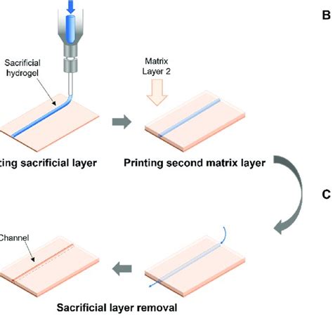Principle Of 3d Bioprinting Scaffold For Vascular Tissue Formation A Download Scientific
