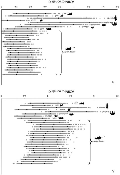 The Bayesian Relative Rates Test Shows The Relative Branch Lengths Of