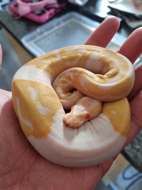 Meet Mileysmiley Albino Piebald Rballpython