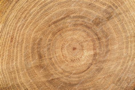 Premium Photo Tree Trunk Cross Section Closeup