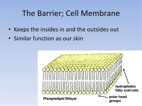 Barrier Plasma Membrane At Jane Shepherd Blog