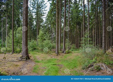 Forest Trees Grass Path Tree Trunks Of Pine Trees Stock Image Image Of Mist Growth 142641769