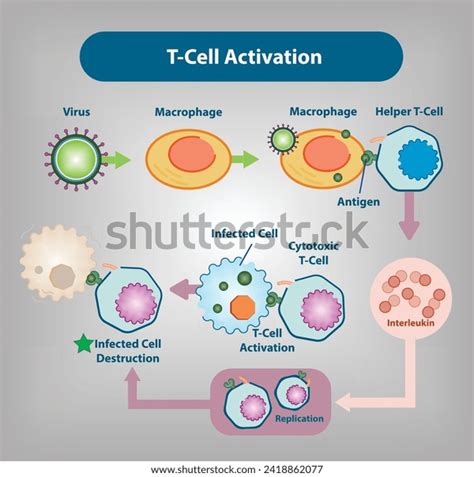 T Cell Activation Over Royalty Free Licensable Stock Illustrations Drawings Shutterstock