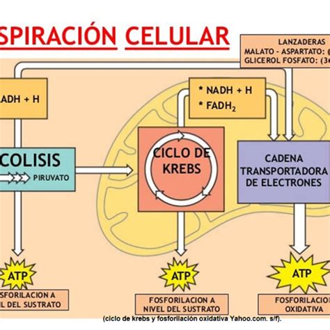 Stream Ciclo De Krebs Y Fosforilación Oxidativa By Nayelli Bobadilla