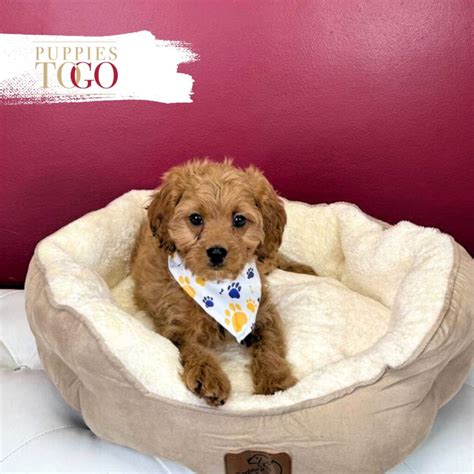 Cavapoo Puppies For Sale Puppies To Go