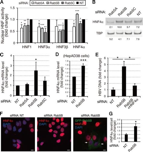 Small Interfering Rna Screening For The Small Gtpase Rab Proteins Identifies Rab5b As A Major