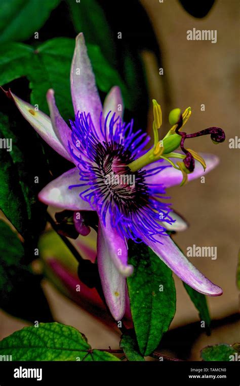 Passiflora Known Also As The Passion Flowers Or Passion Vines Is A