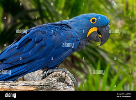 Hyacinth Macaw Hyacinthine Macaw Anodorhynchus Hyacinthinus Parrot