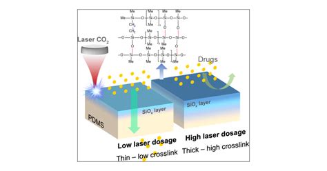 Formation Of A Controllable Diffusion Barrier Layer On The Surface Of Polydimethylsiloxane Films