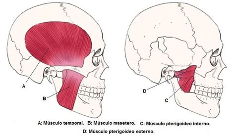 Musculos De La Masticación
