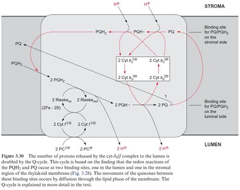 The Cytochrome B6f Complex Mediates Electron Transport Between