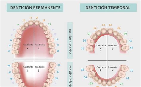 Diferencias Entre La Dentición Temporal Y Permanente