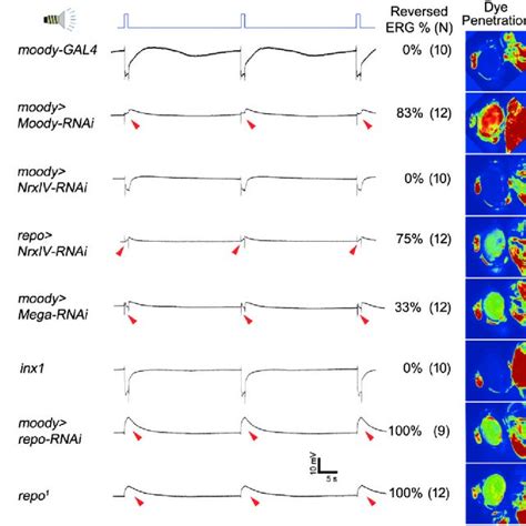 Polyq Expanded Protein Expression In Bbb Brb Glia Is Sufficient To Download Scientific Diagram