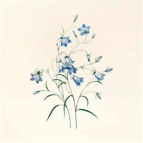 Images De Fleur Lin Dessin Téléchargement Gratuit Sur Freepik