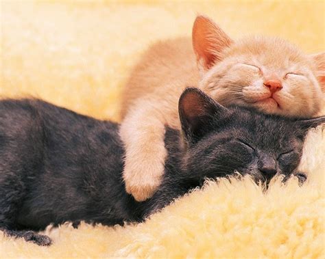 أجمل صور حيوانات وهي تغط في نوم عميق